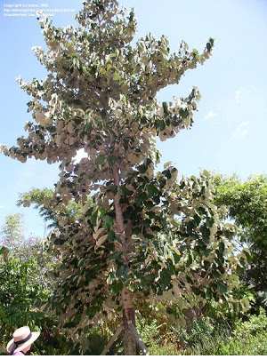 Tanaman Bayur (pterosperium Javanicum Jungh) - Aneka Tanaman Hias (ATH)