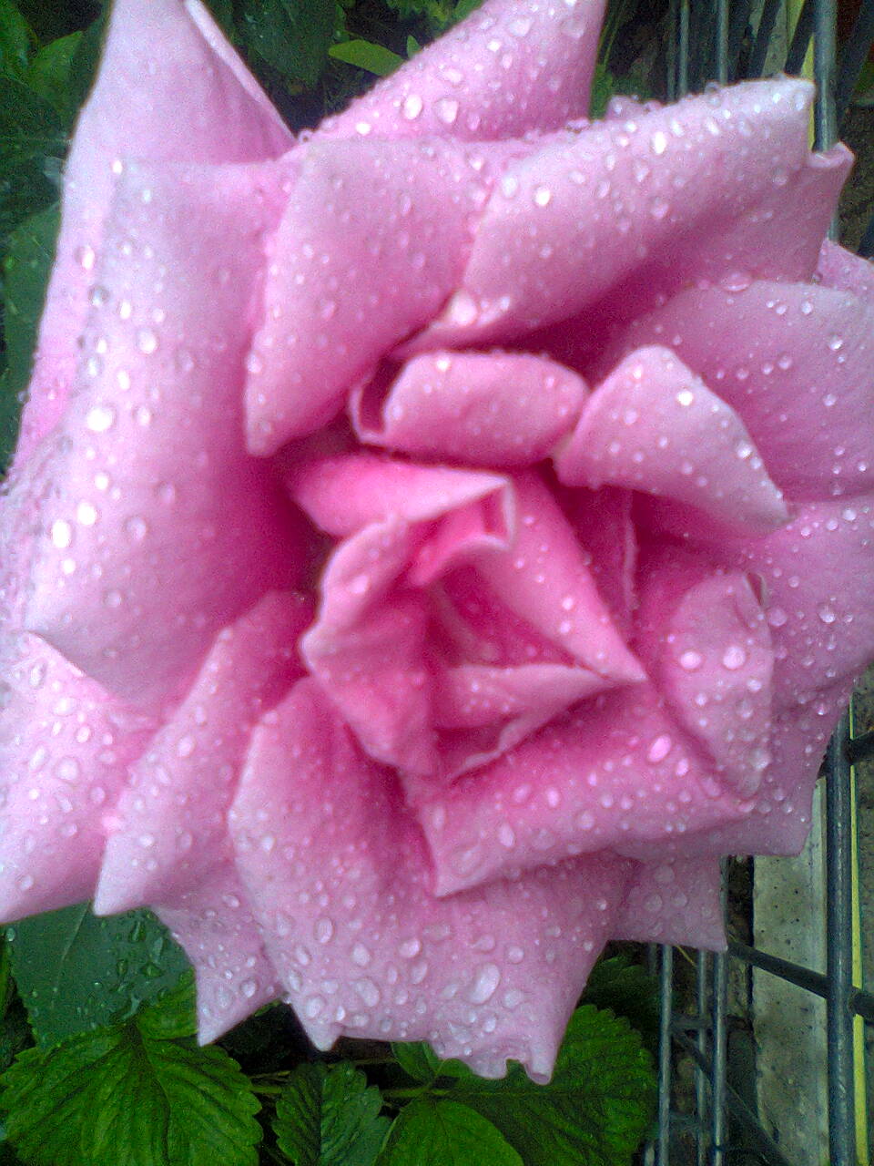 Adriana Hobby: Trandafirii în luna mai 2015