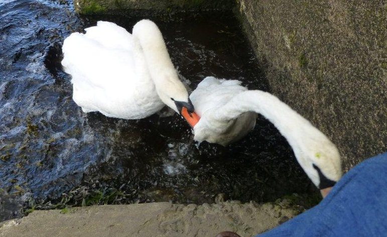 Simply Superb Swans: Swan Rescue