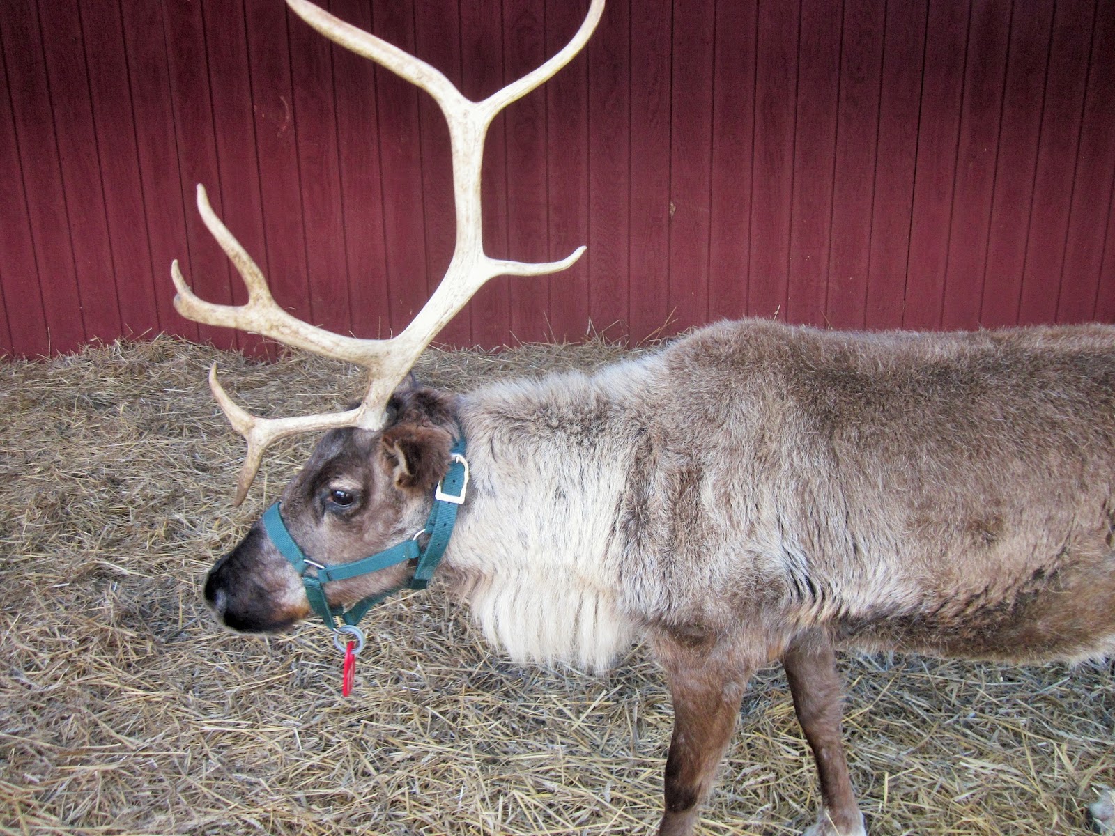 Our Adventures Amongst The Ducks: December Marches On