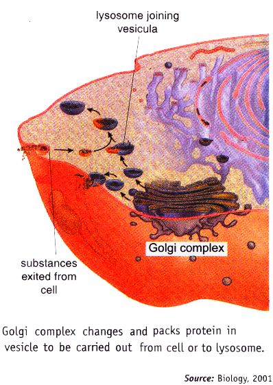 Golgi Complex