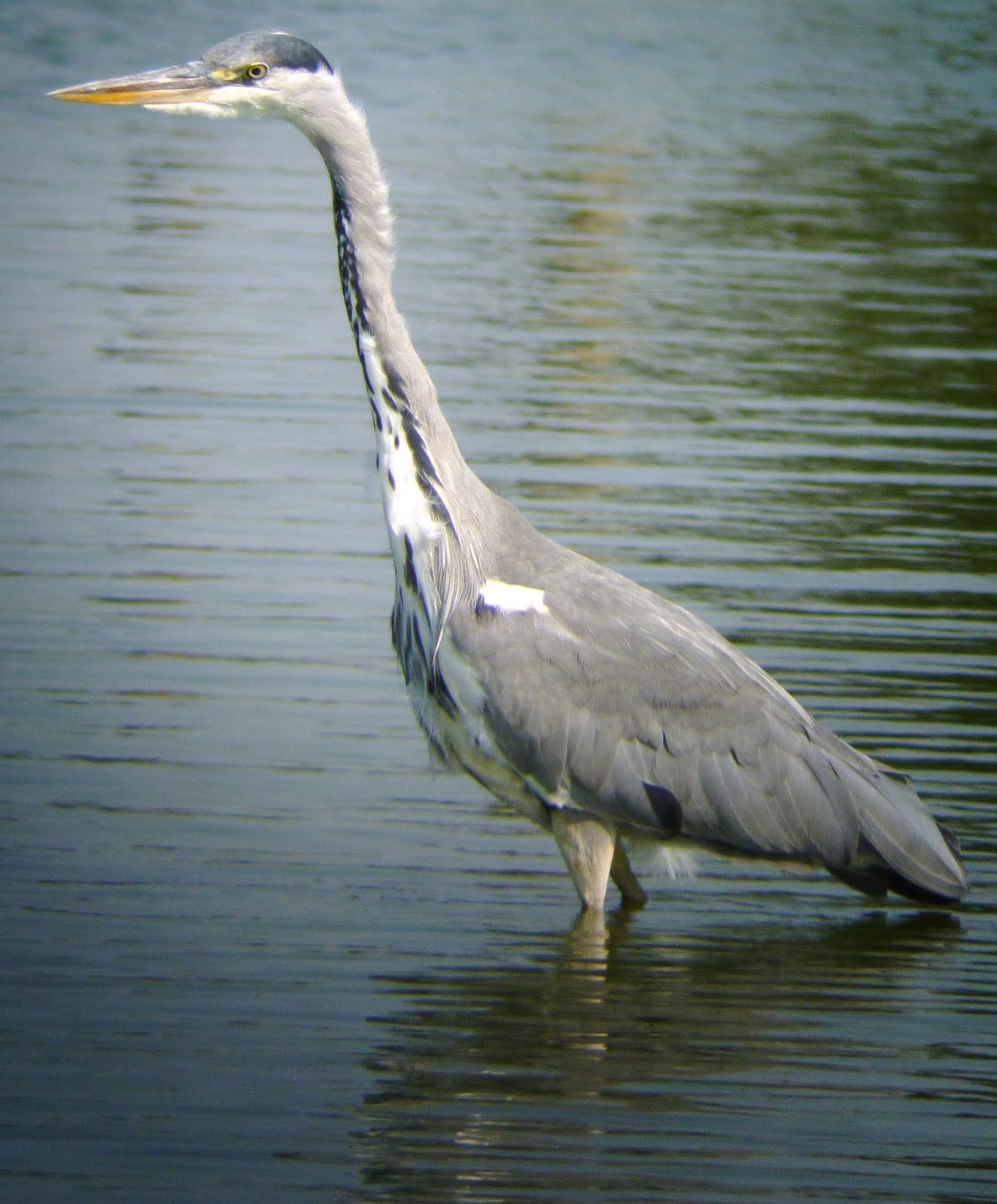 jungle life: Heron sea birds