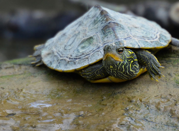 Red and the Peanut: Northern Map Turtles on the Little Miami River