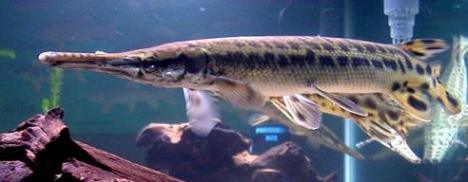 Mahamaya Hiko: jenis-jenis GAR fish (ikan aligator)