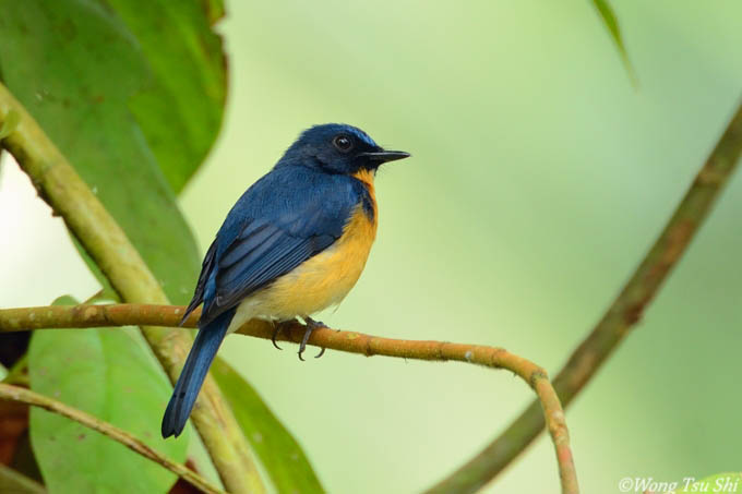 Of North Borneo Birds and others: Field identification of the three ...