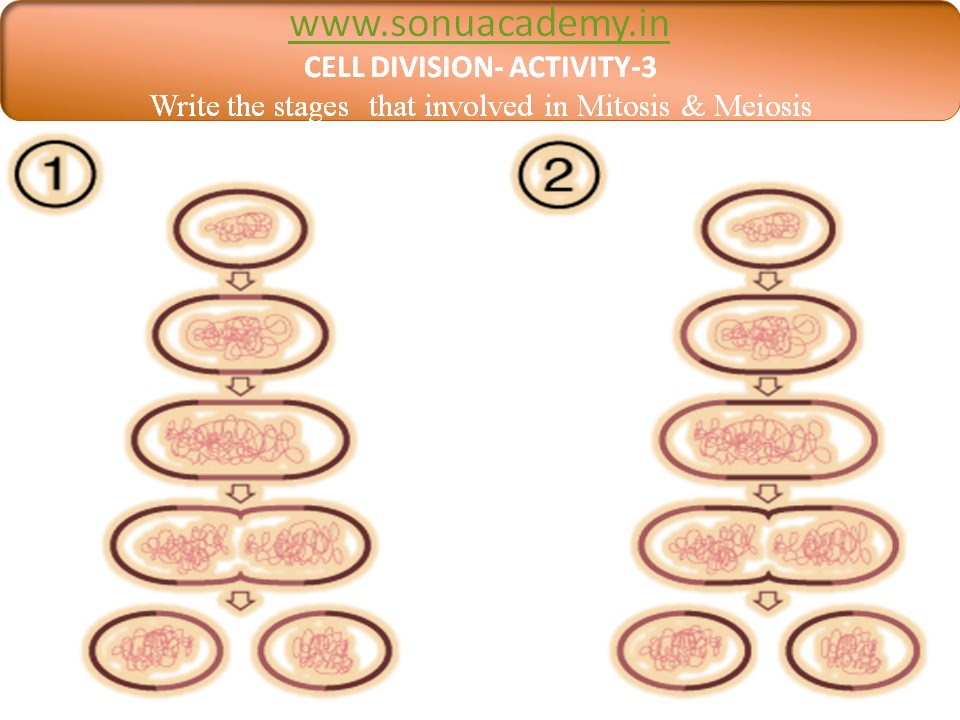 SONU ACADEMY: CELL DIVISION - ACTIVITY 3