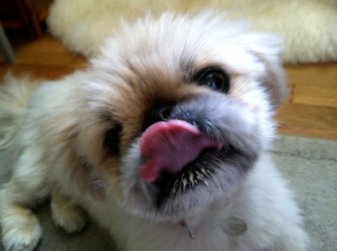 Funny Image Collection: Cool LOL Cute Puppies Funny Dog Quotes