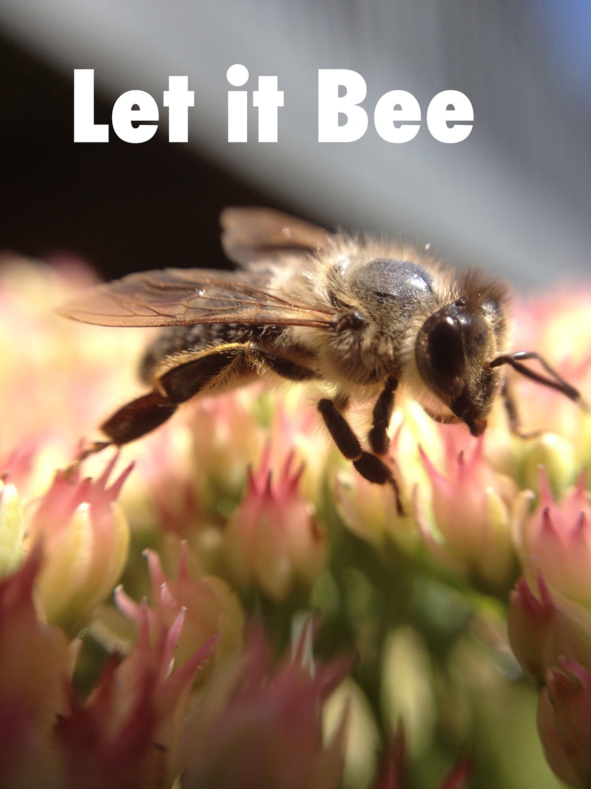 DOG PARTY!: Let it Bee