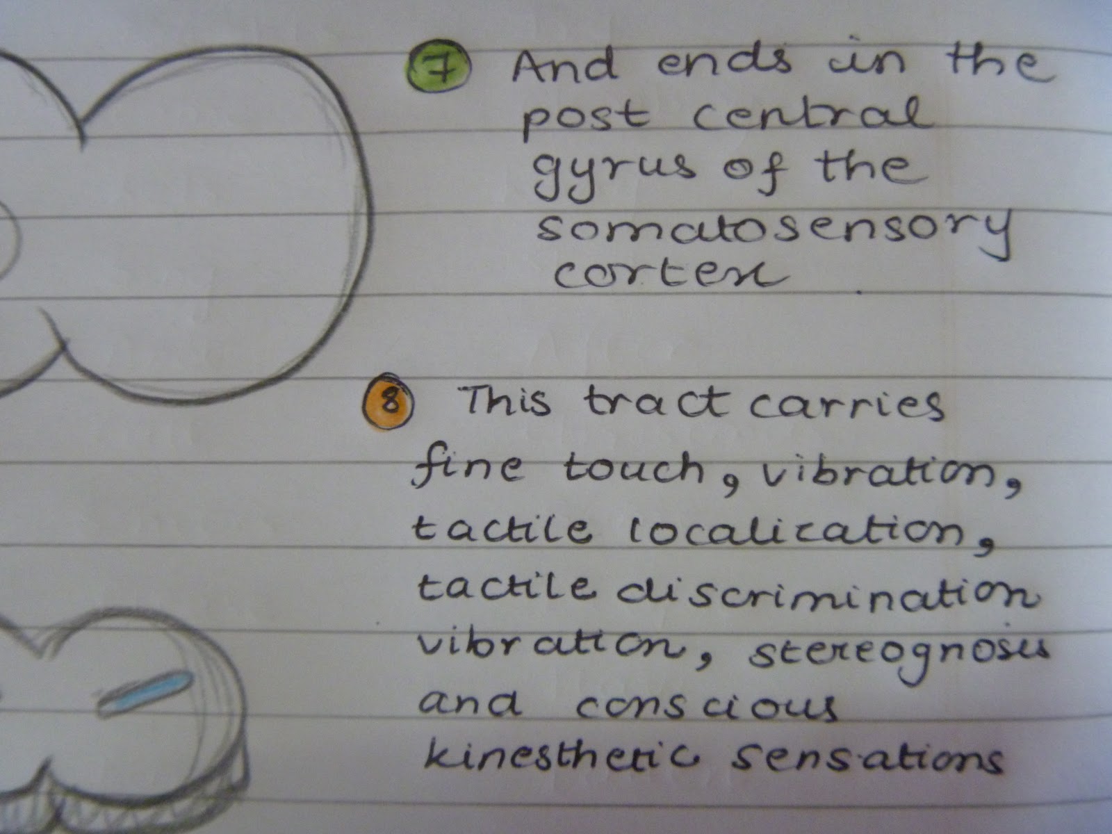 Medicowesome: Fasciculus gracilis and cuneatus