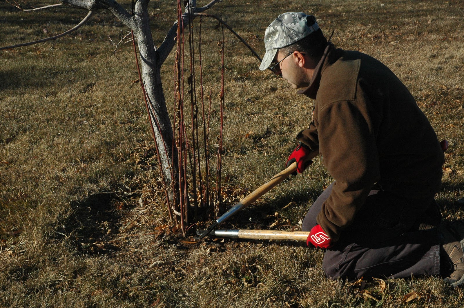 Grow How: Winter Sucker Removal