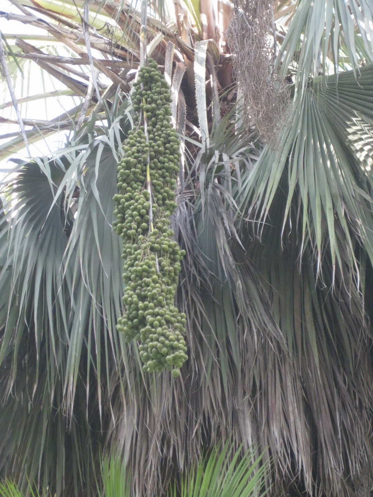 Trees of Santa Cruz County: Brahea armata - Blue Hesper Palm