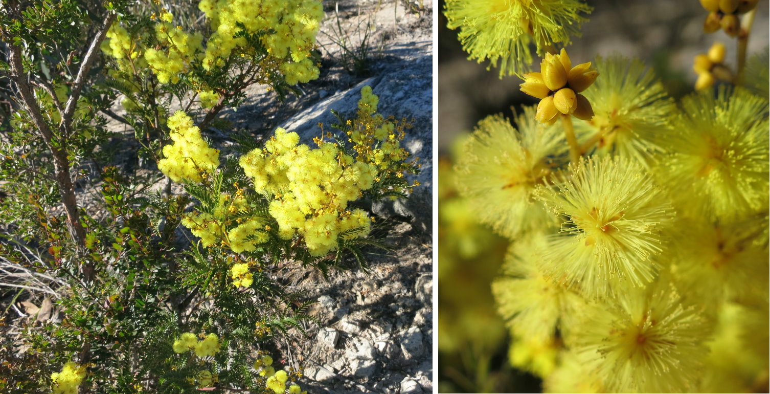 Mountains: Lookouts over Wolgan River, Newnes S F, NSW, Australia