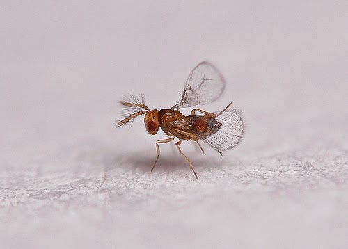 Dunia Serangga (sebuah catatan): Sekilas tentang Serangga Parasitoid
