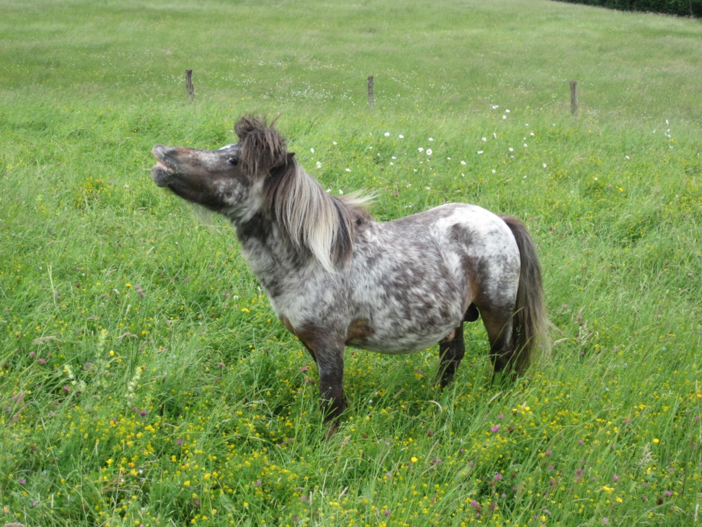 Euskal Herriko Mendiko Zaldia: 06/20/11