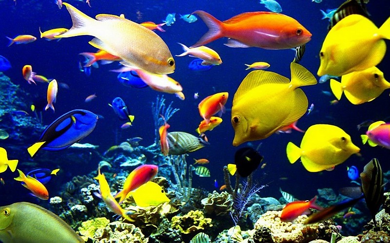 Image d'Animaux: Une multitude de beaux poissons exotiques