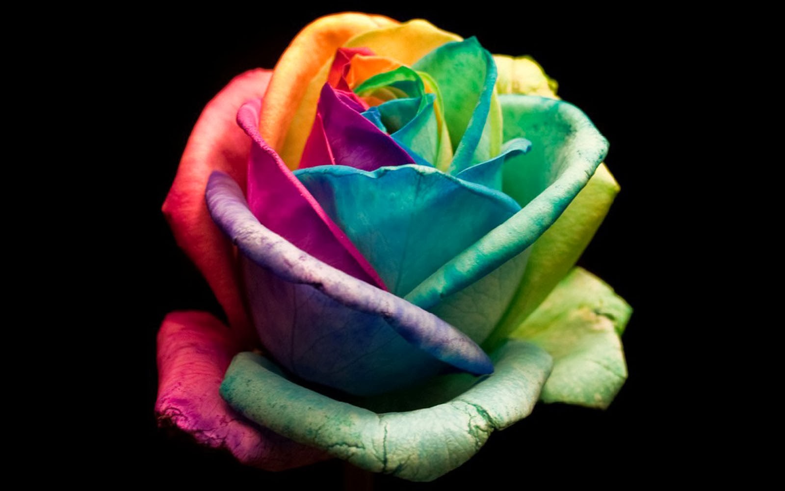 Clovisso Wallpaper Gallery: Colorful Rose Wallpapers