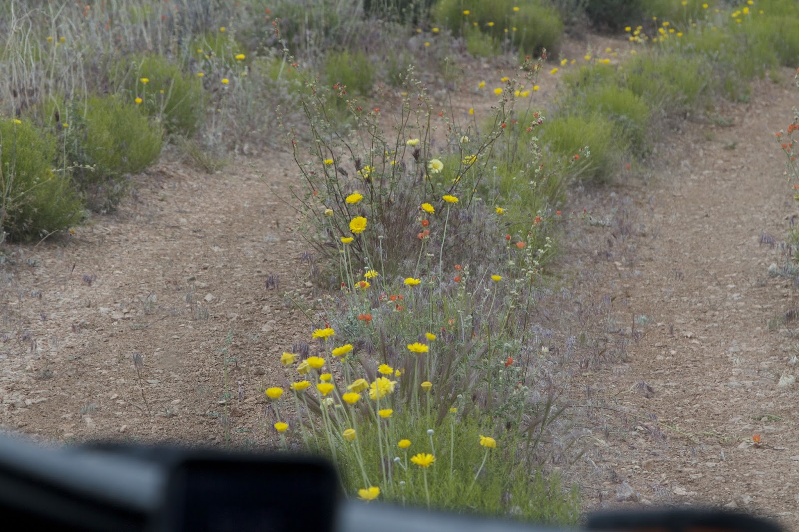 Running From Moose: The Arizona Strip: Snap Point