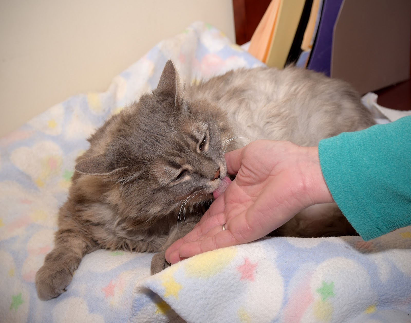 Humane Society Silicon Valley Blog: The Strange, Waddling Journey of ...