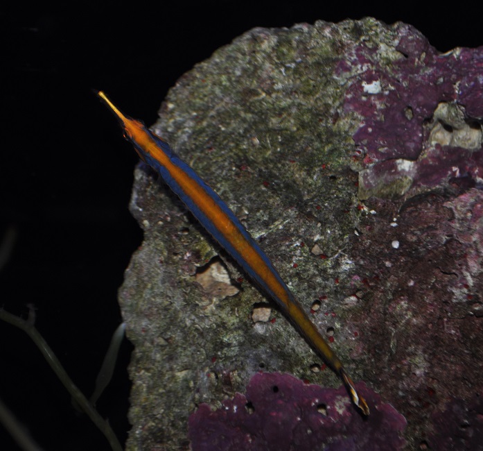 ZOOTOGRAFIANDO (6.100 ANIMALS): PEZ PIPA DE BANDAS AZULES / BLUESTRIPE ...