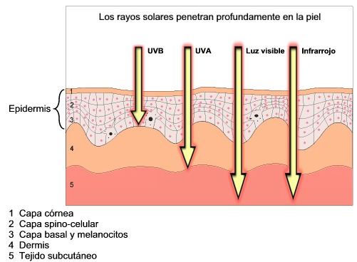 Las funciones de la piel humana | El Cuerpo Humano