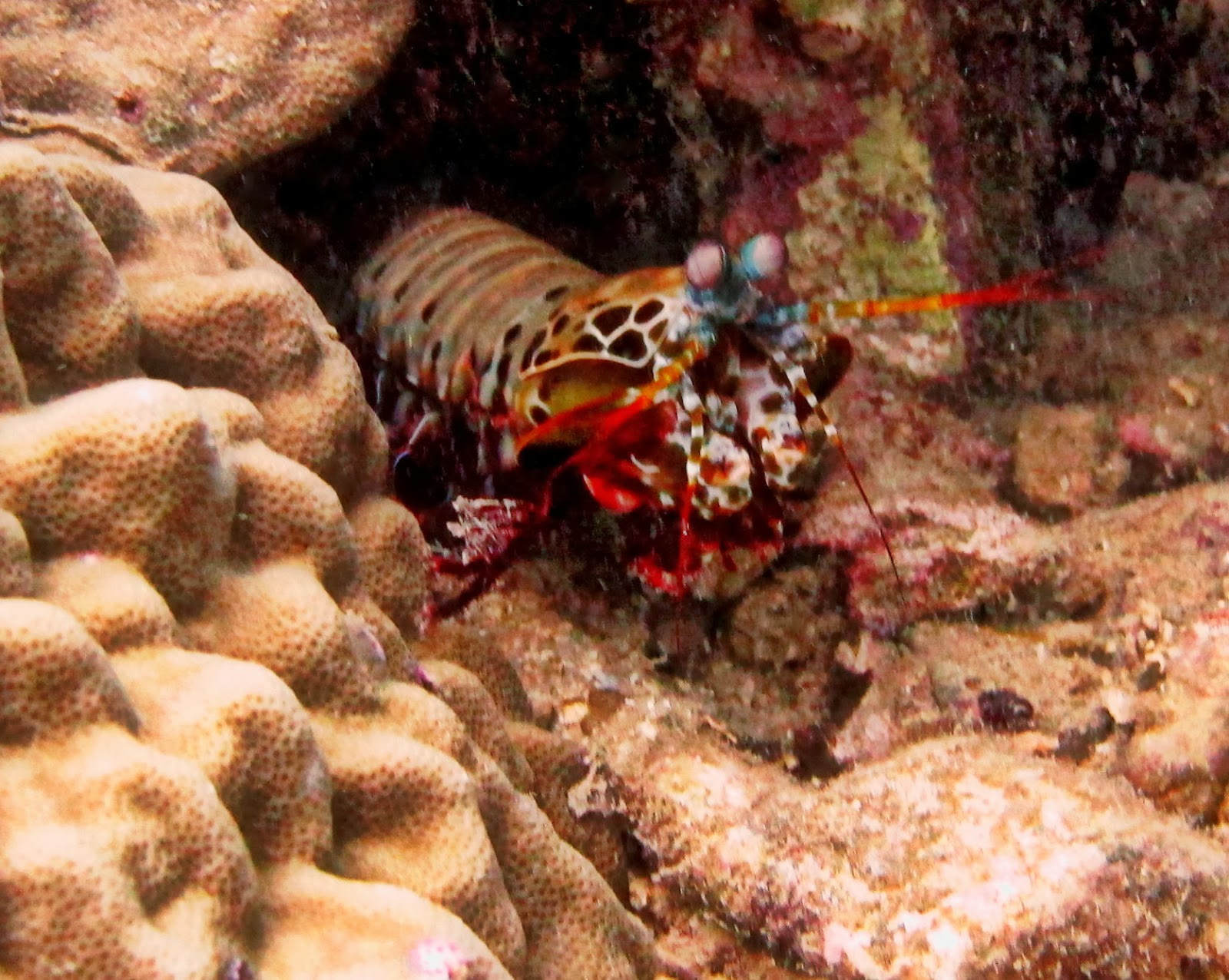 Sea Slug and the Turtle: September 2013