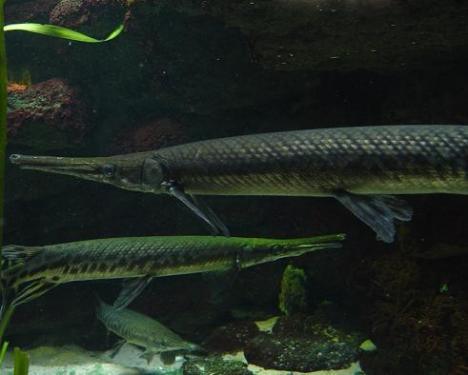 Mahamaya Hiko: jenis-jenis GAR fish (ikan aligator)