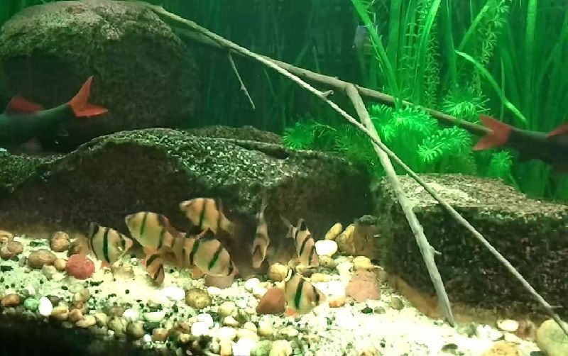 Budidaya Ikan Hias Sumatra (Sumatra Barb, Tiger Barb)