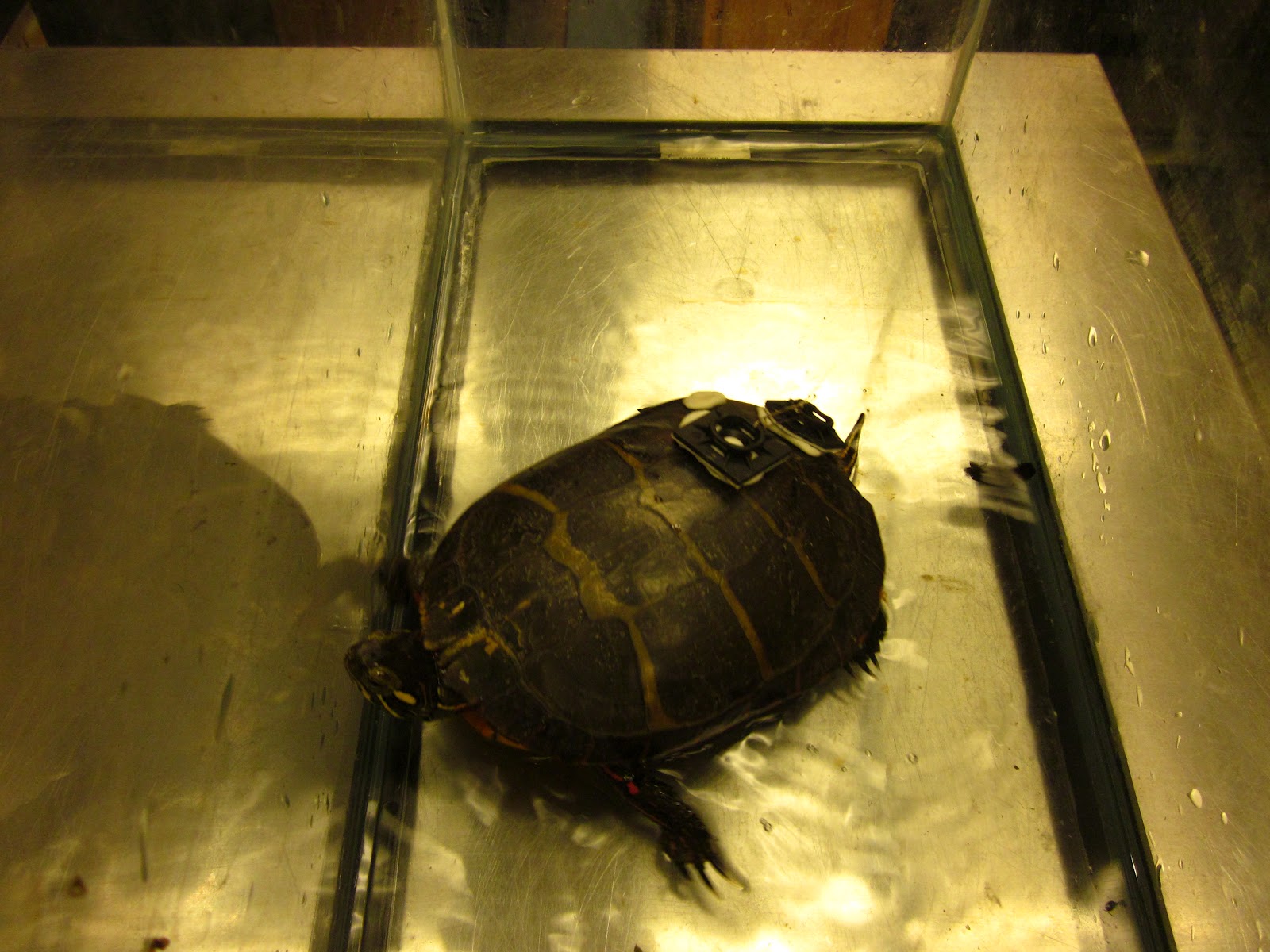 Virginia Living Museum | Turtle census part 3: guest blog by Susan ...