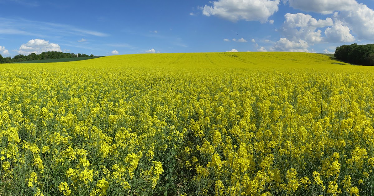 Amboise Daily Photo: champs de colza