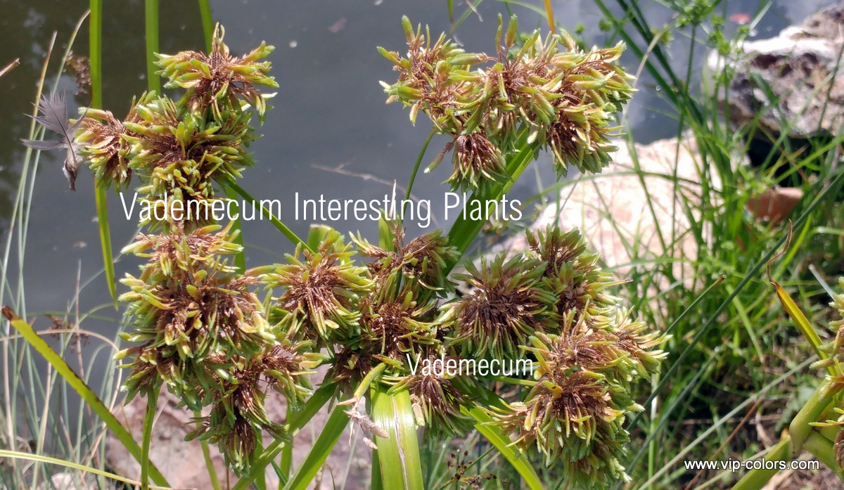 Vademecum Interesting Plants: Cyperus eragrostis, C. vegetus - (Papirus ...