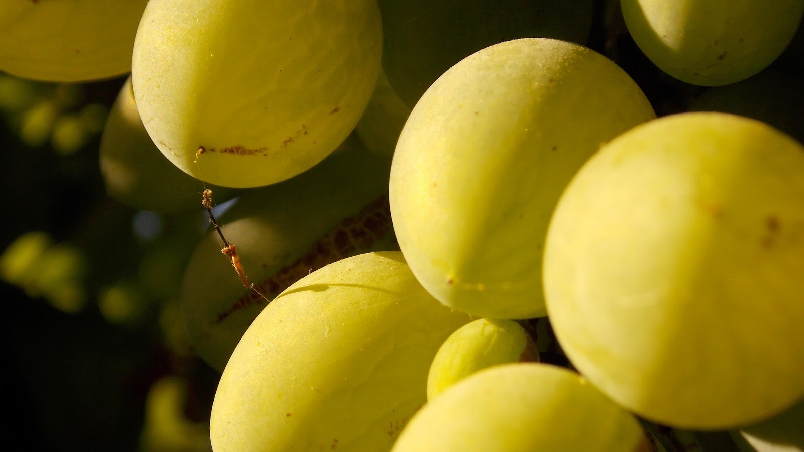 Parra de uva wallpapers HD