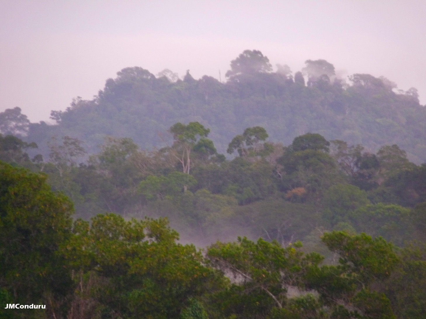 ©JMConduru2011: Monte Dourado, Pará, Amazônia, Brasil.