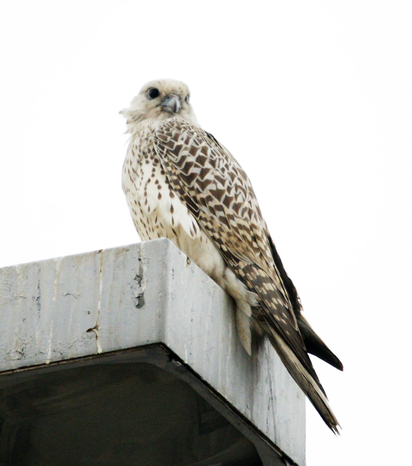Nature Works Photography: Gyrfalcon
