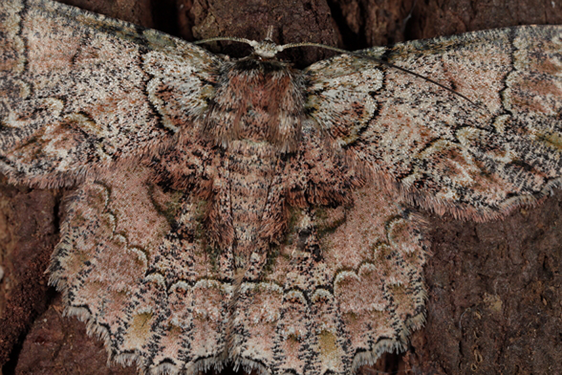 BunyipCo: November 2012