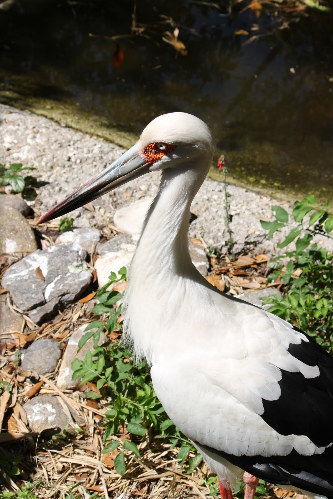 The Robertson Family: New Orleans Zoo