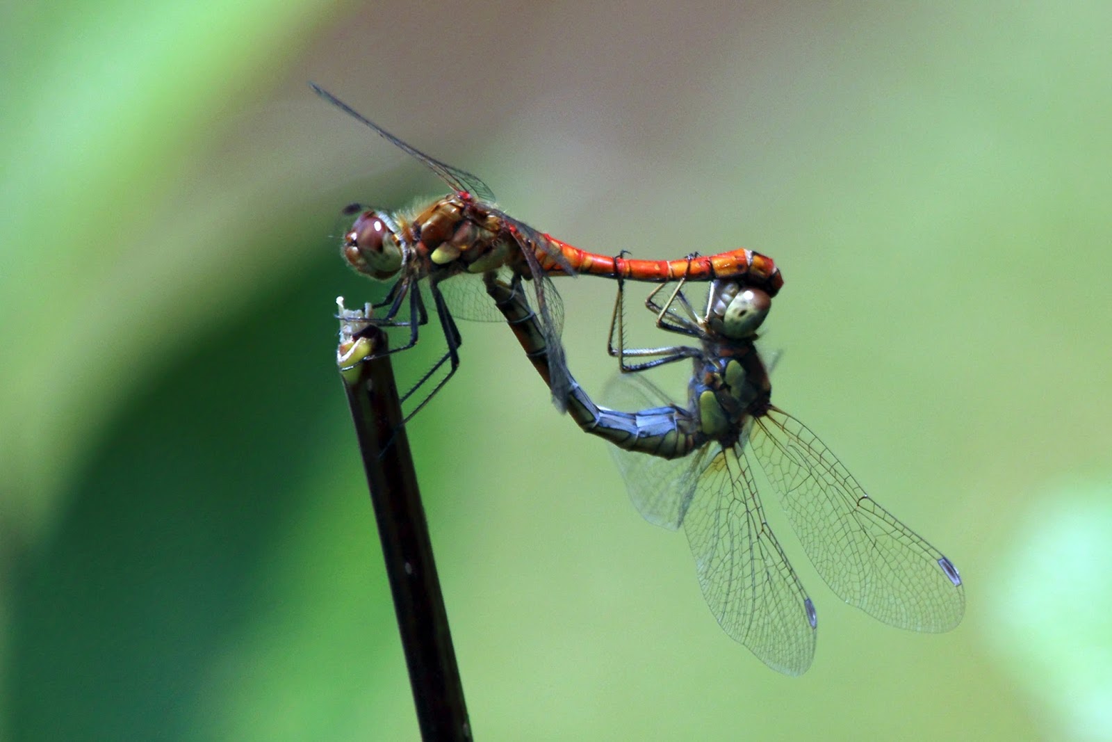 Natural Notes: Dragonflies and Damselflies