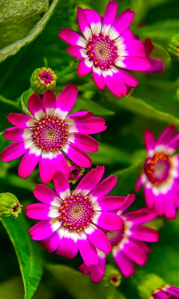 Cineraria ~ Stunning nature