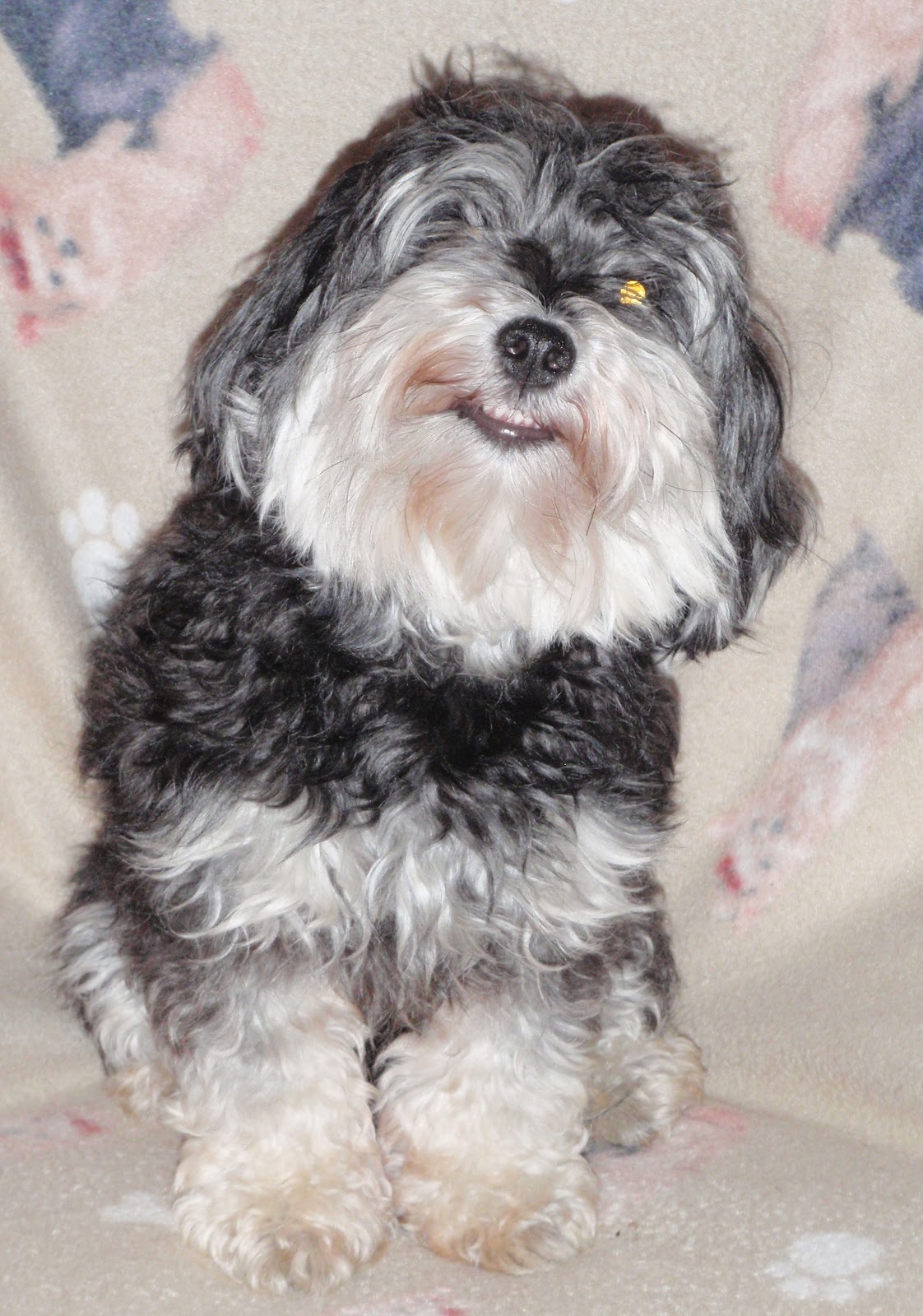 SOUTHERN SILKY TERRIERS & HAVANESE - Puppies For Sale in Alabama ...