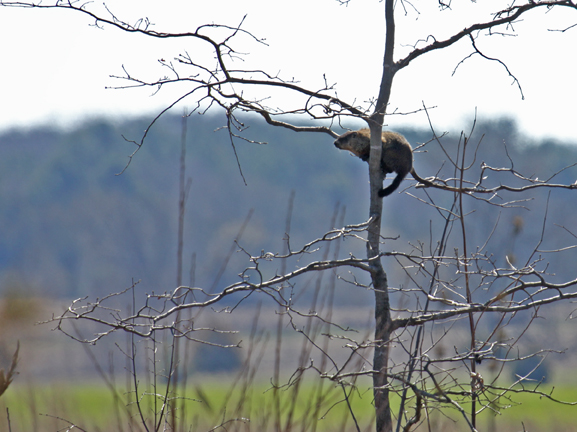 Hybrid Birder: Groundhog Up In a Tree