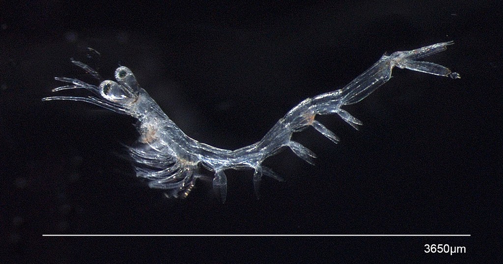 HIMB Community Education Program: LUCIFER - the planktonic shrimp