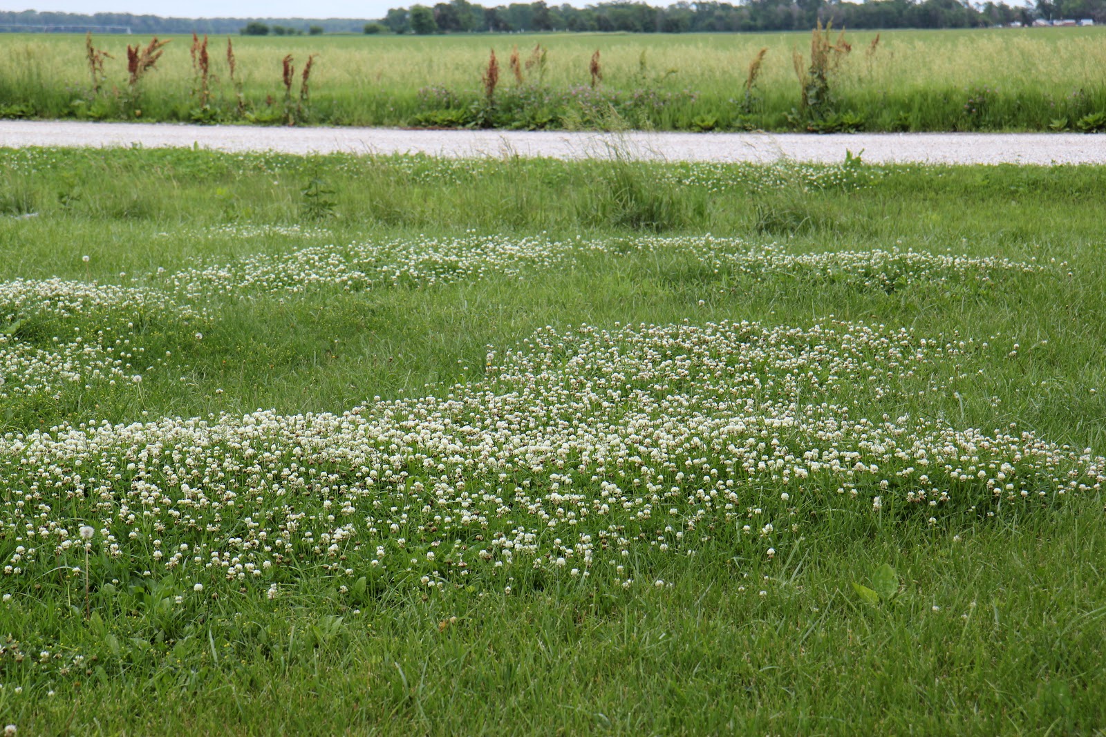 5 Reasons to Grow Clover In your Yard -- Instead of Grass | Lille Punkin'