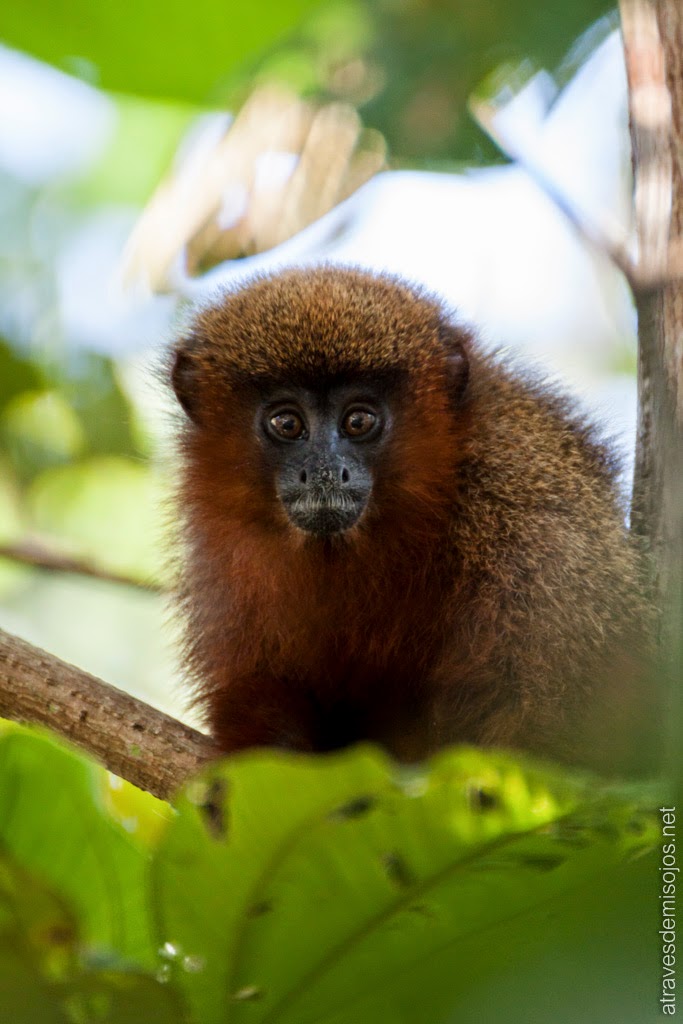 Pajareando por Perú: Selva: Lago Sandoval y Reserva Nacional de Tambopata