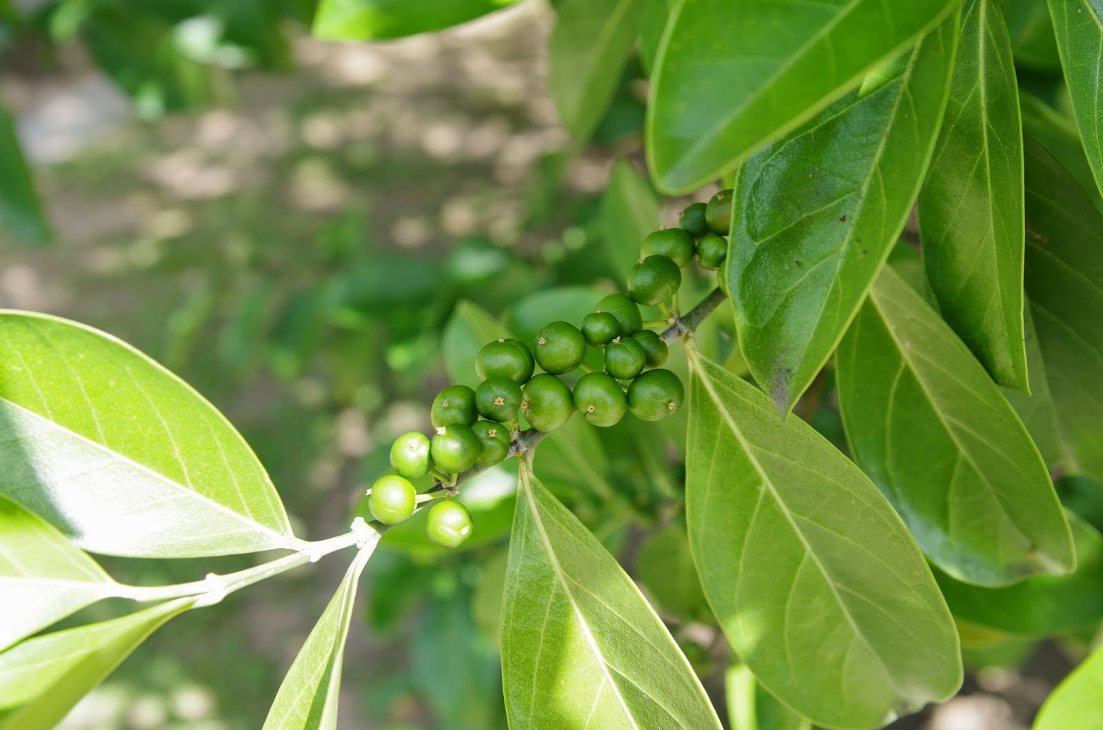 Trees and Plants: Limau Hantu