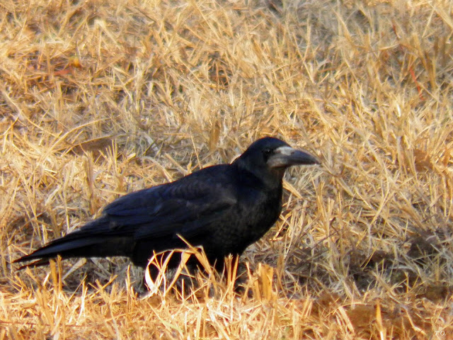 PASARI DIN ROMANIA: CIOARA DE SEMANATURA, Corvus frugilegus