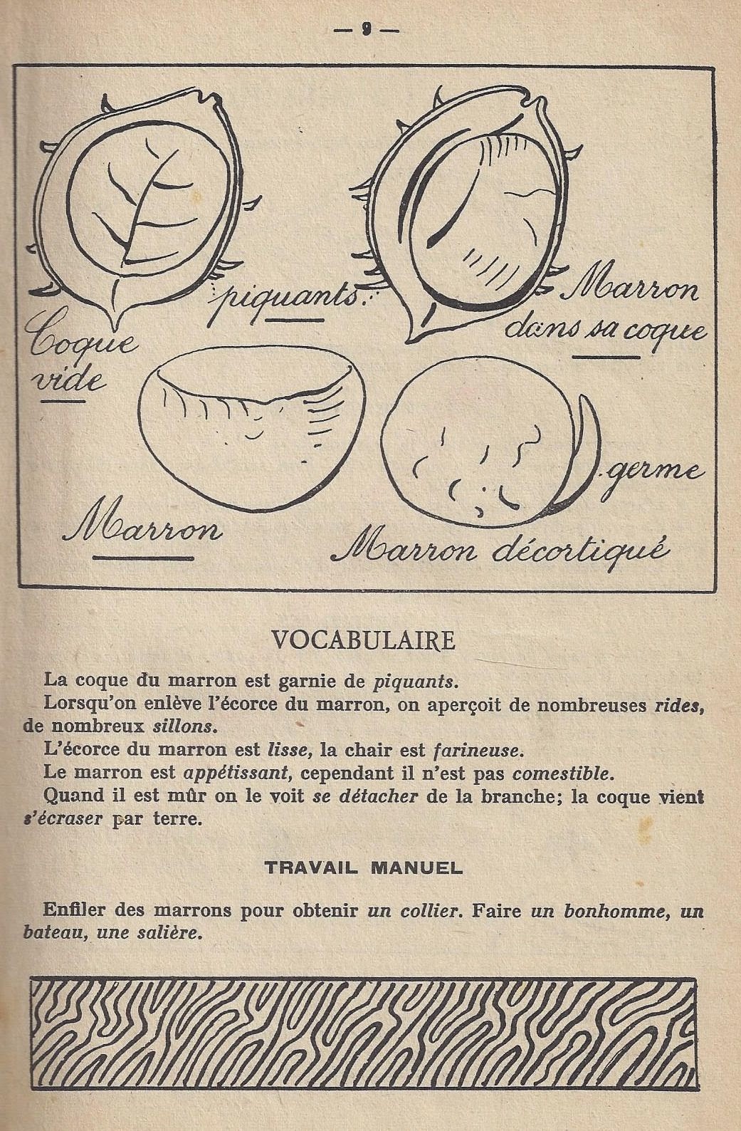 Leçons de choses: Le marron, un fruit bien protégé