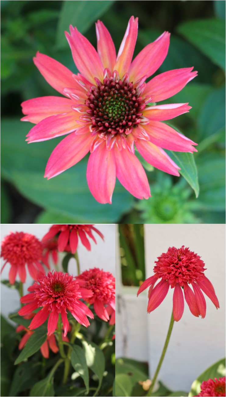 Fishtail Cottage Garden 7/13/15