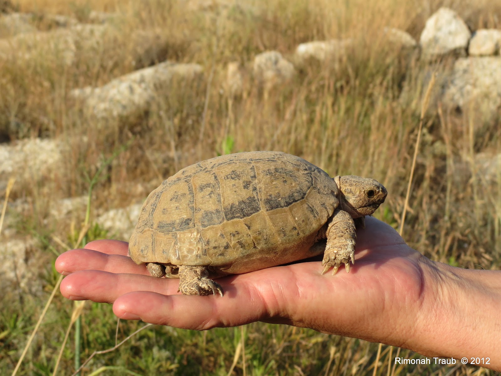 LENS ON A FERTILE LAND, ISRAEL - photography: Titora - Modiin - A ...