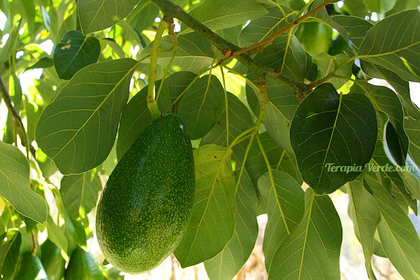 Benefícios do Abacateiro | Terapia Verde