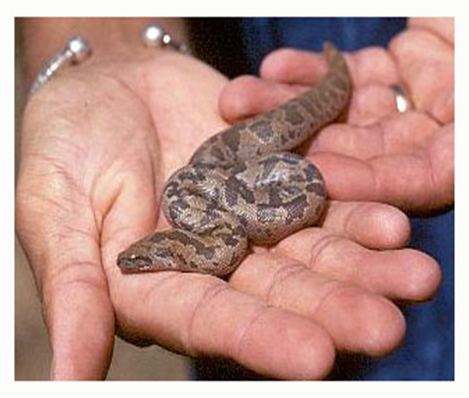 Dentistry and Medicine: Snake Bites Types,Diagnosis and Management ...