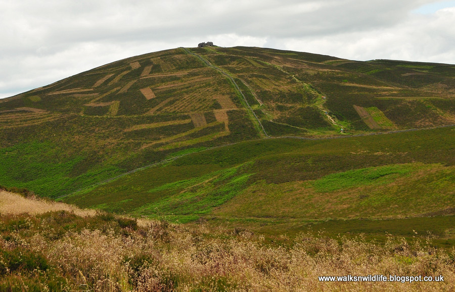 Gary Jones Wildlife Photography: Moel Famau to Moel Arthur